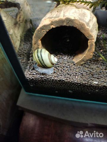 Улитка спикси