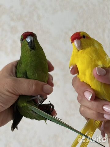 Попугаи какарики с клеткой и переноской