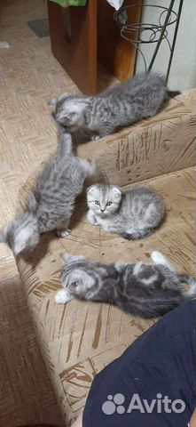 Шотландские вислоухие котята