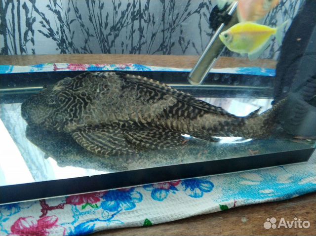 Сомы Птеригоплихты