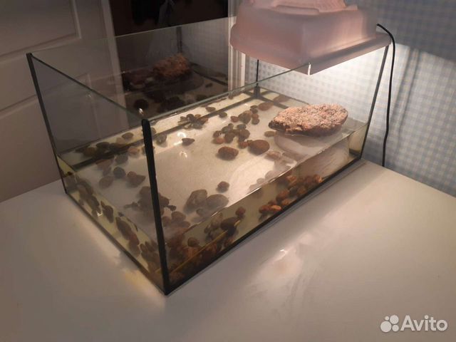 Красноухая черепашка с аквариумом