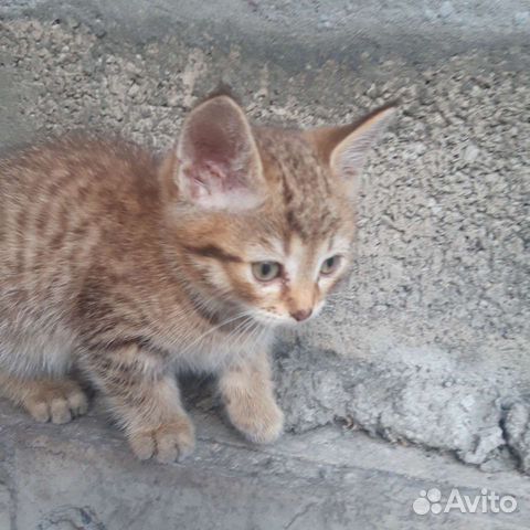 Котята