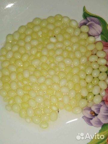 Яйца улиток ахатин