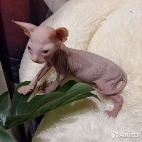 Котенок Донской сфинкс