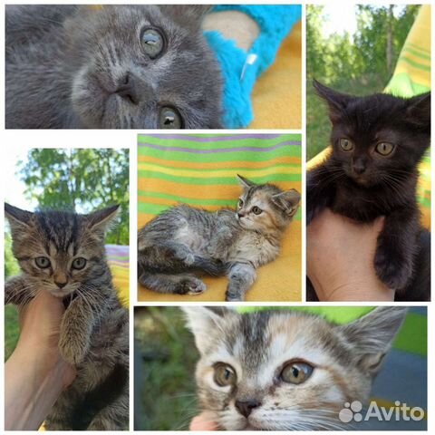 Шестеро котят по домам хотят