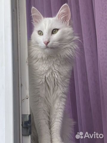 Турецкая ангора