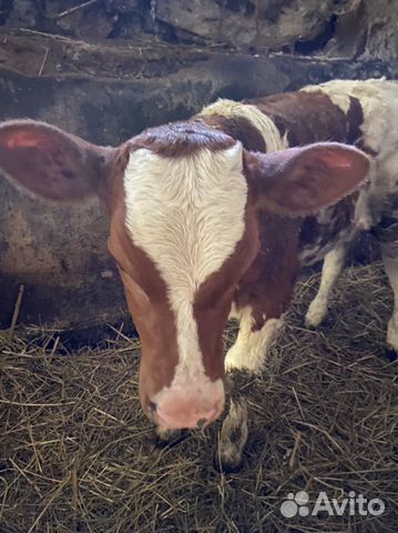 Продаётся телёнок(тёлочка 1 месяц)