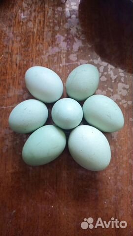 Инкубационное, домашнее зеленое яйцо Ухеийлюй Чер