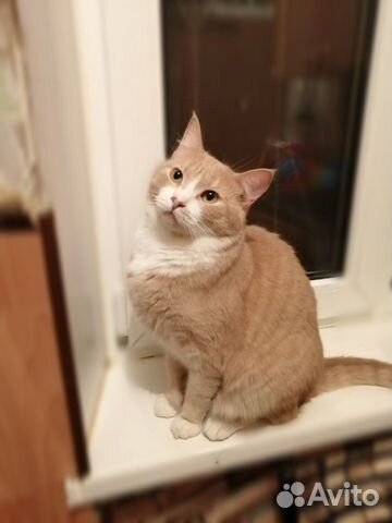 Кот в добрые руки