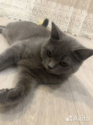 Шотландская прямоухая кошечка