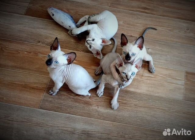 Котята "Канадский сфинкс"