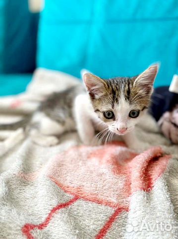 Котёнок ищет дом