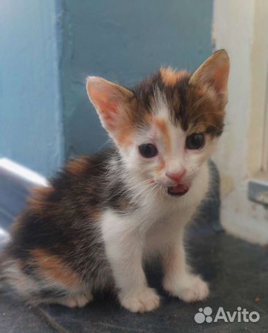 Котята сиротки в добрые руки