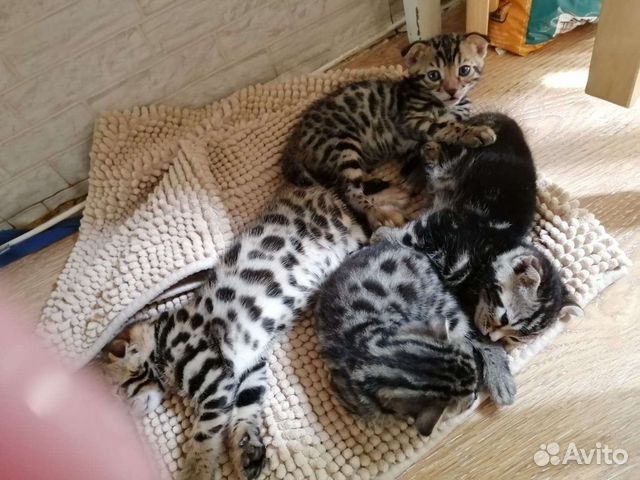 Бенгальские котята