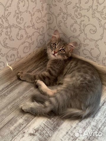 Котенок Бисквит