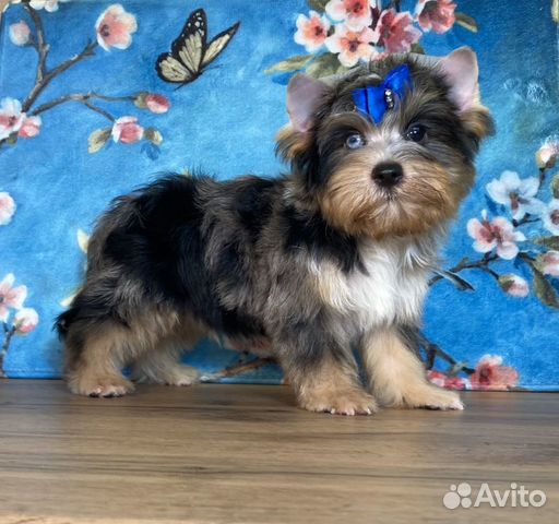 Мальчик йорк чёрный мрамор стандарт