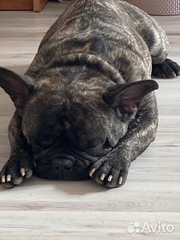 Французский бульдог