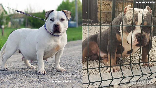 Американский Булли щенки 10 дней