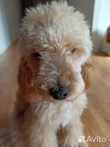 Щенки мальтипу