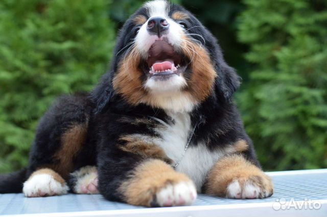 Щенки бернского зенненхунда