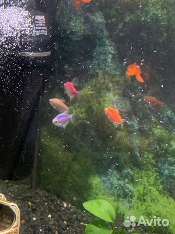 Тернеции 4 штуки