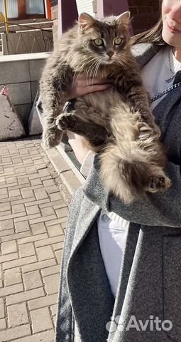 Сибирская кошечка Люся в добрые руки