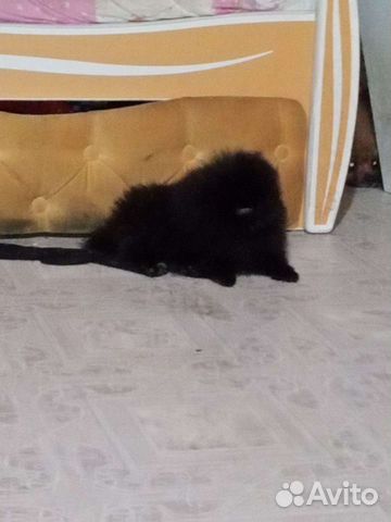 Чернушка шпицулька