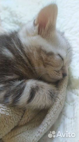 Британская кошка