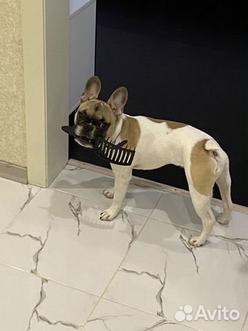 Французский бульдог (9 месяцев)