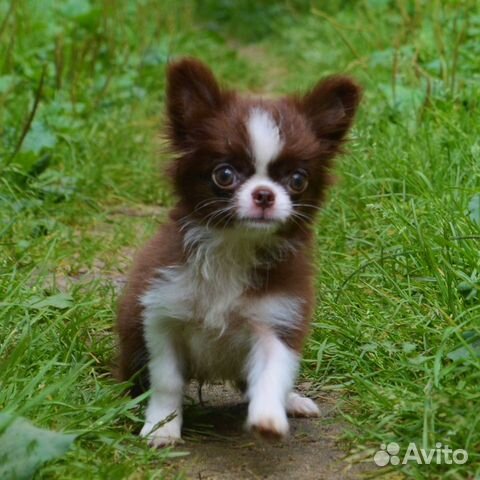 Очаровательный мальчиш