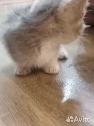 Милый игривый весёлый хороший любит детей