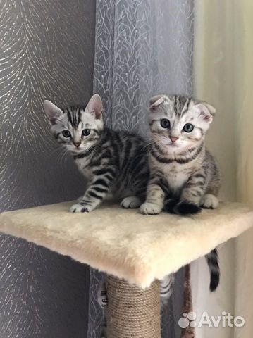 Шотландские вислоухие котята