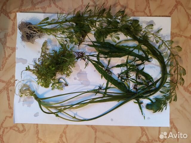 Аквариумные растения