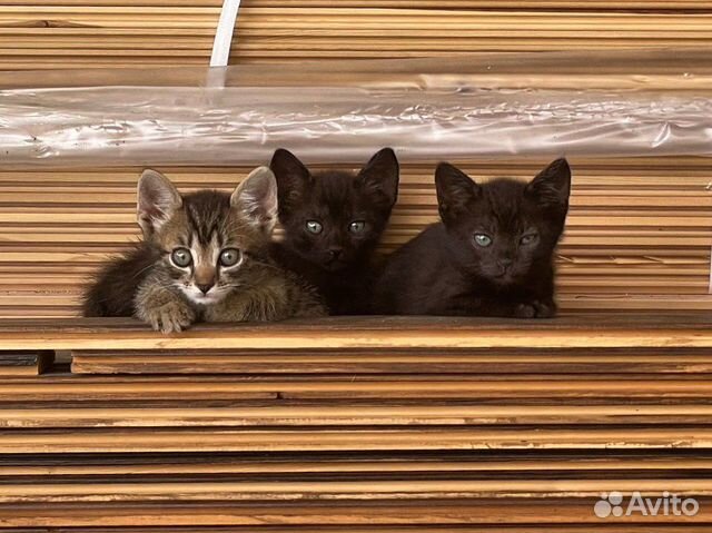 Коты Шрёдингера