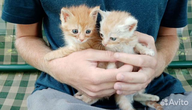 Котята в добрые руки бесплатно