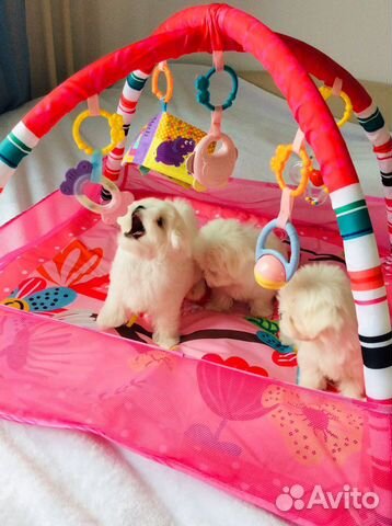 Продаются щенки Мальтезе