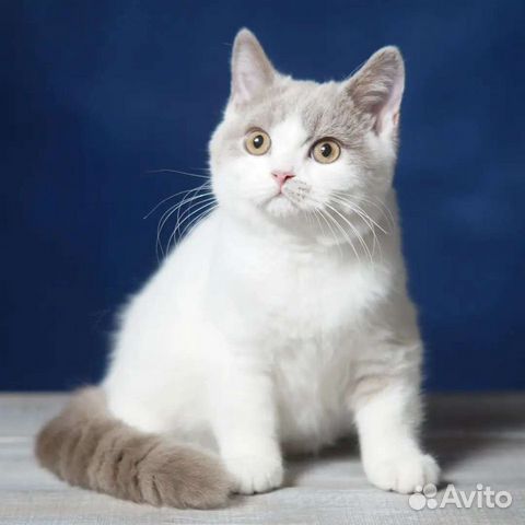 Британский котик