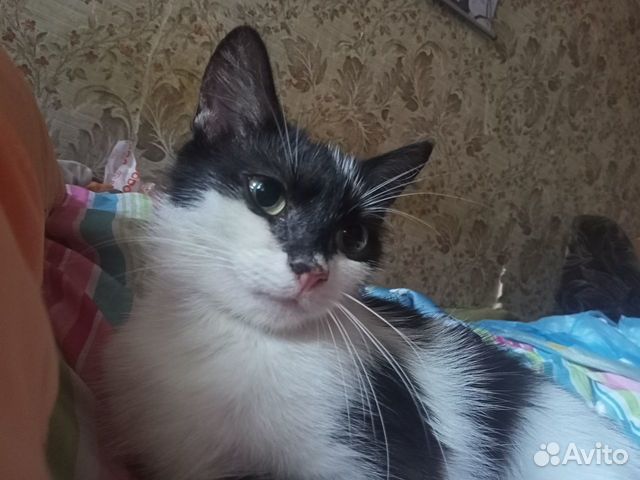 Кошка мелкого размера