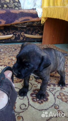 Щенок кане-корсо