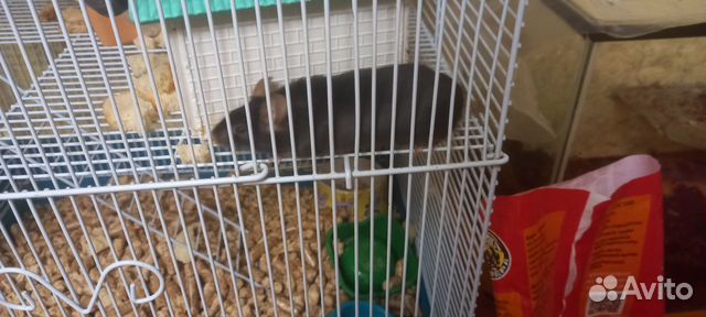 Мышонок с клеткой