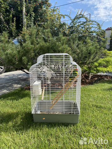 Продаю попугая