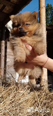 Щенки немецкого шпица