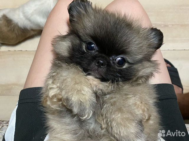 Шпиц щенок девочка