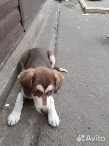 Отдам в добрые руки щенка