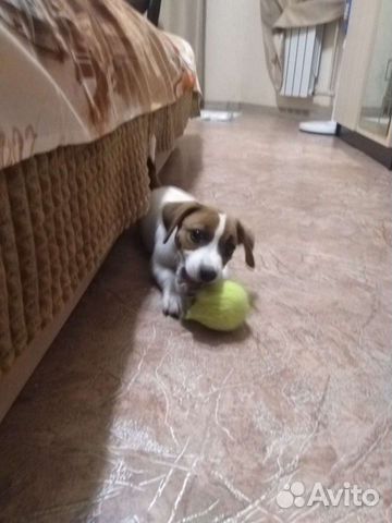 Джек Рассел терьер