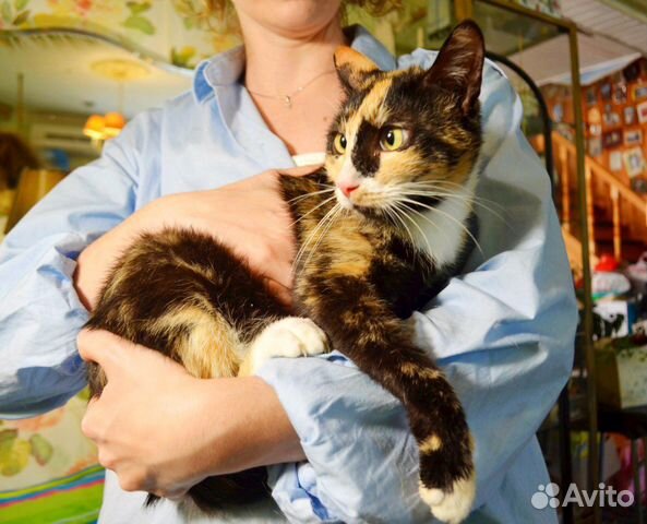 Кошка Лапушка