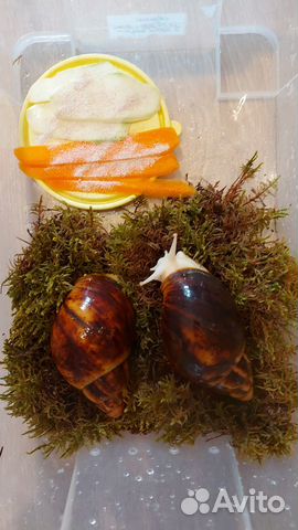 Улитки Архахатина Маргината Овум