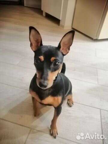 Цвергпинчер бесплатно