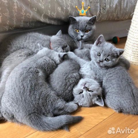 Британские котятки