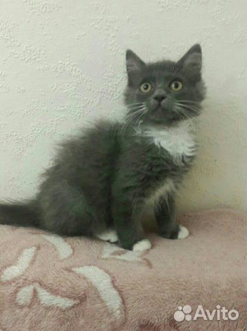 Шикарная девочка в поисках дома